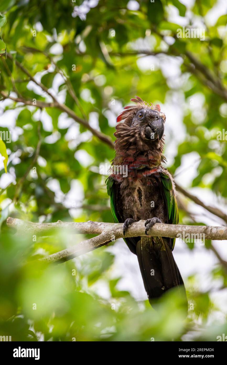 Hawk headed parrot hi-res stock photography and images - Alamy