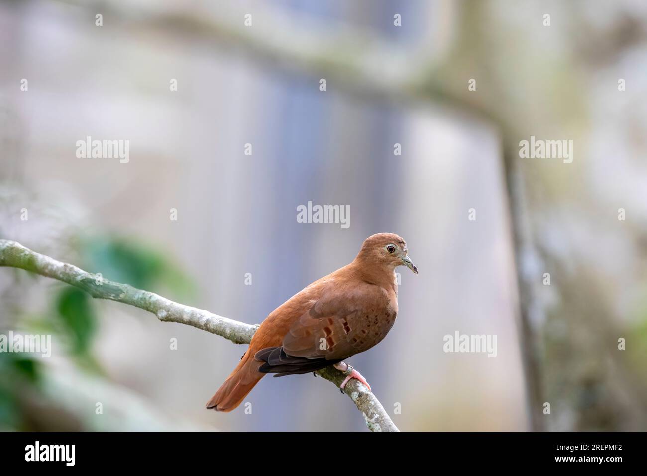 the female Blue ground dove (Claravis pretiosa) is a small New World ...