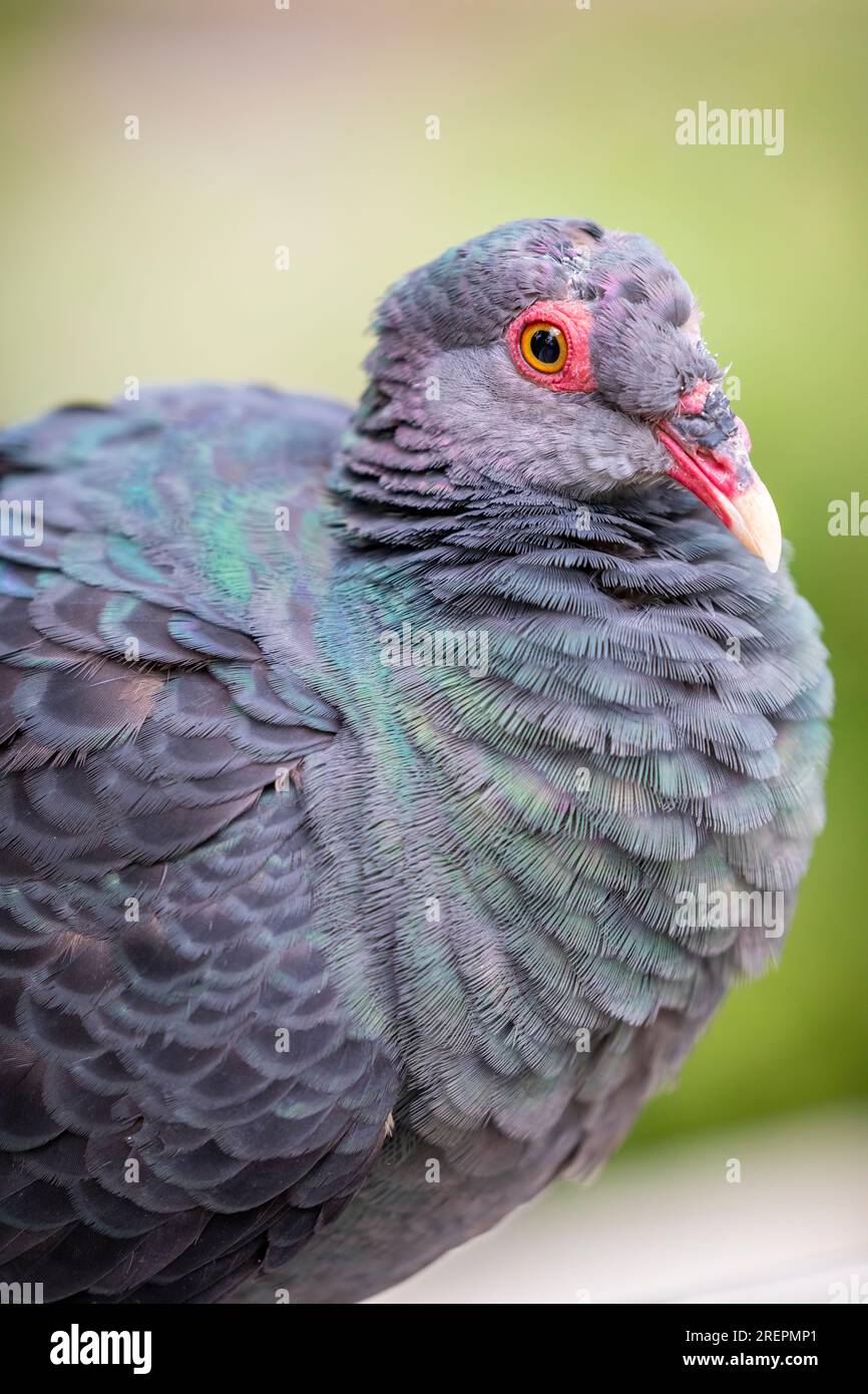 The metallic pigeon (Columba vitiensis) is a medium-sized, up to 37 cm long, bird in the family ...