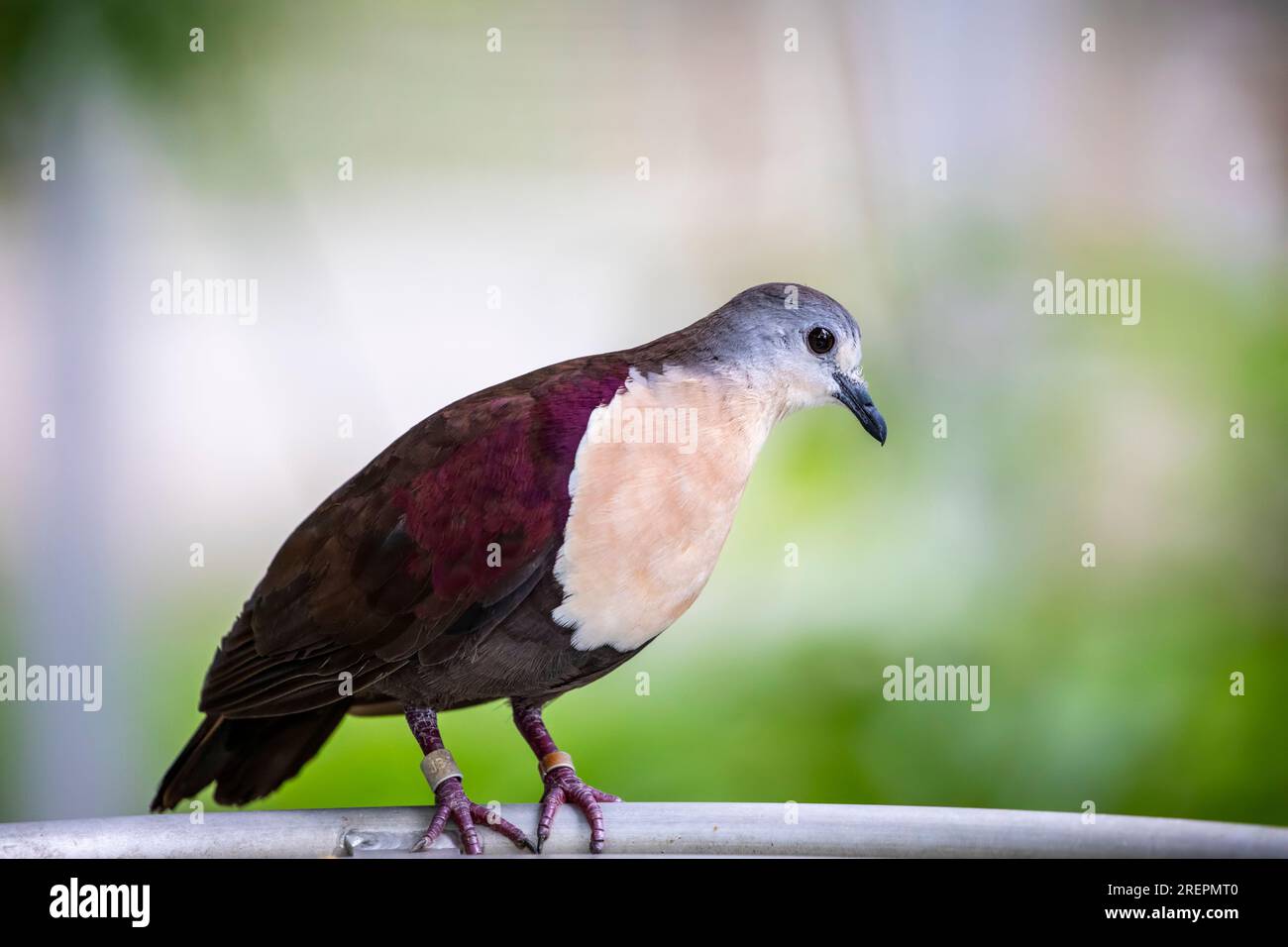 The Santa Cruz ground dove (Pampusana sanctaecrucis) is a species of ...