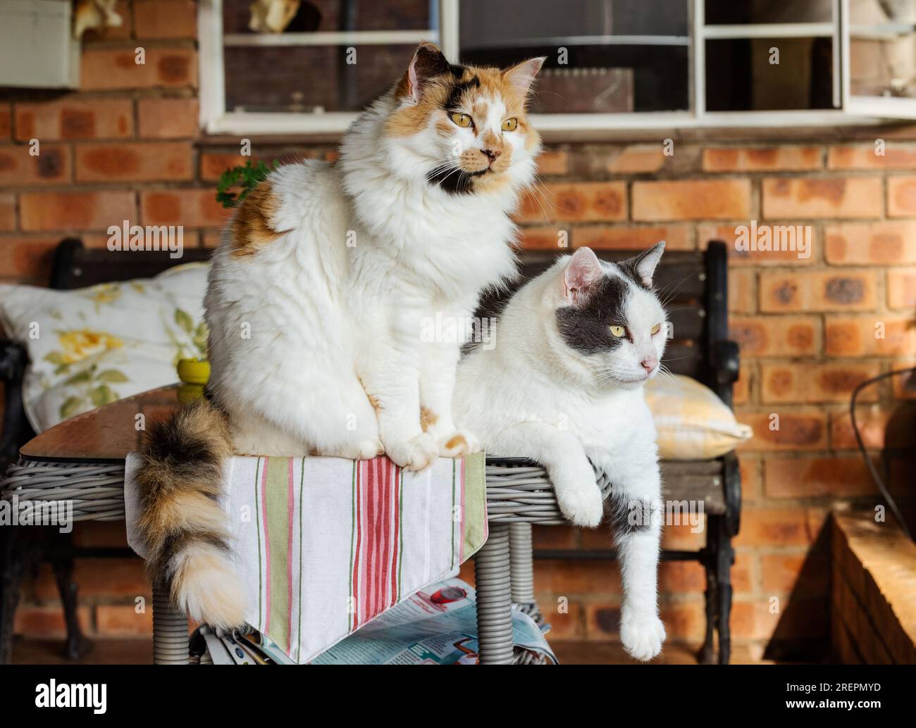 Two cats on a table bench Stock Photo - Alamy
