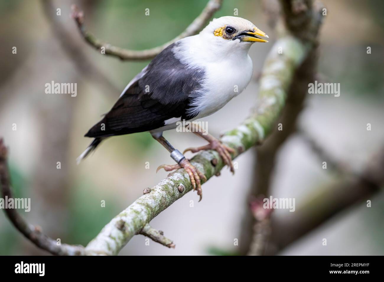 Myna in flight hi-res stock photography and images - Alamy