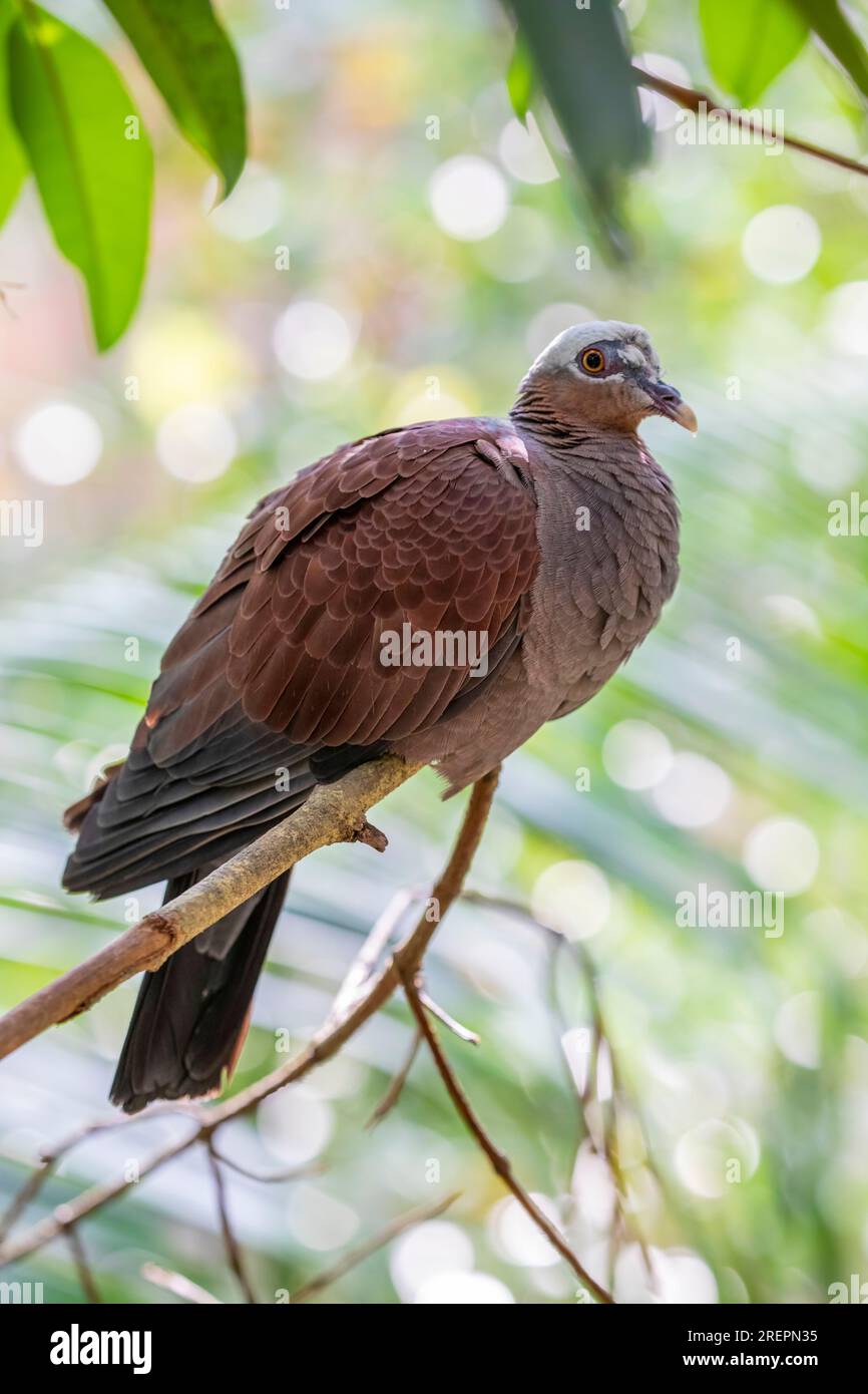 Large pigeon hi-res stock photography and images - Alamy