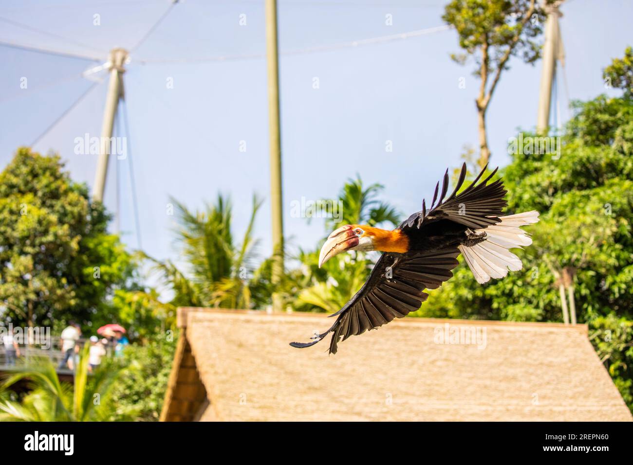 The flying Male Blyth's hornbill (Rhyticeros plicatus), it is a large ...