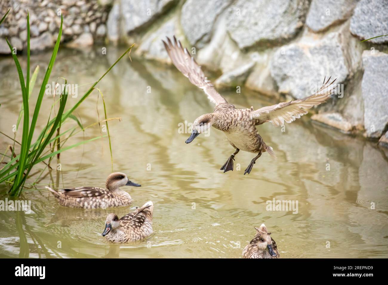 The Marbled teal (Marmaronetta angustirostris) is flying. It is a ...