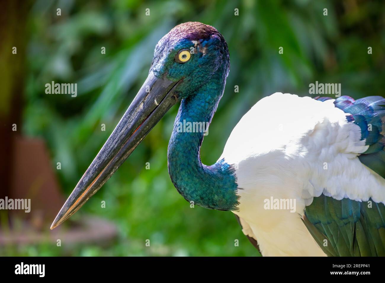 The black-necked stork (Ephippiorhynchus asiaticus) is a tall long ...