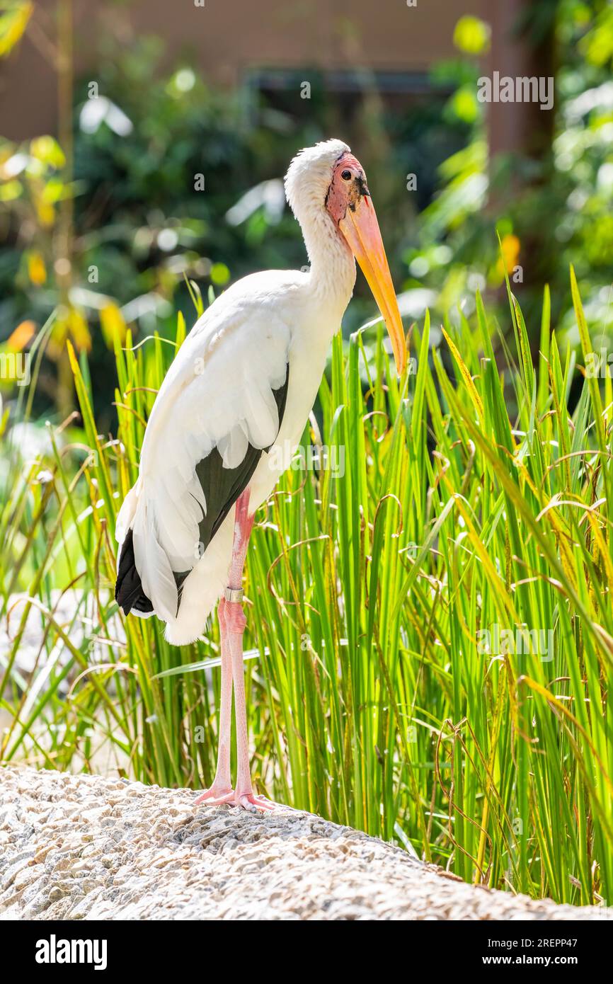 The closeup image of Milky stork(Mycteria cinerea) A medium, almost ...
