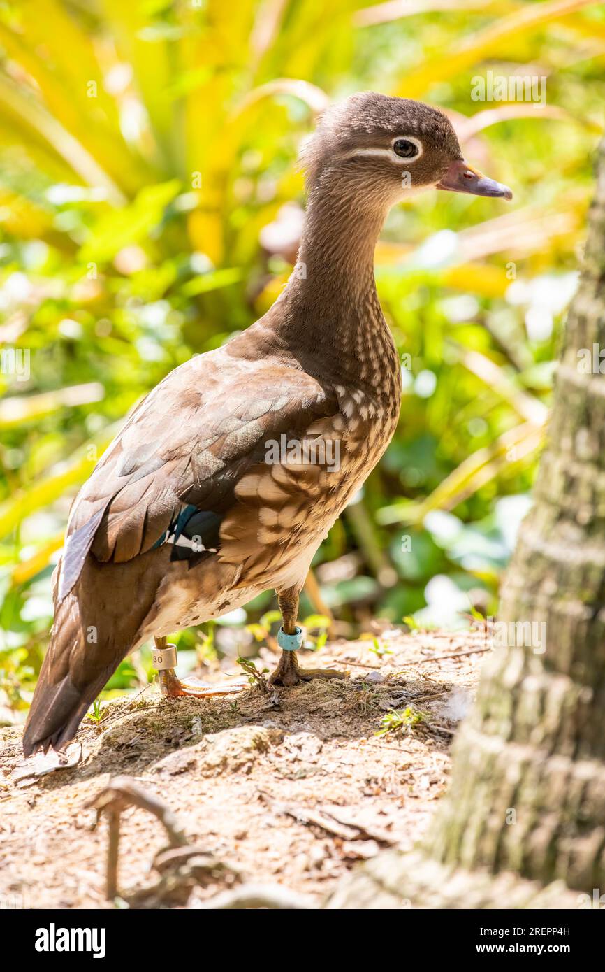 The female Mandarin duck (Aix galericulata). It is a perching duck ...