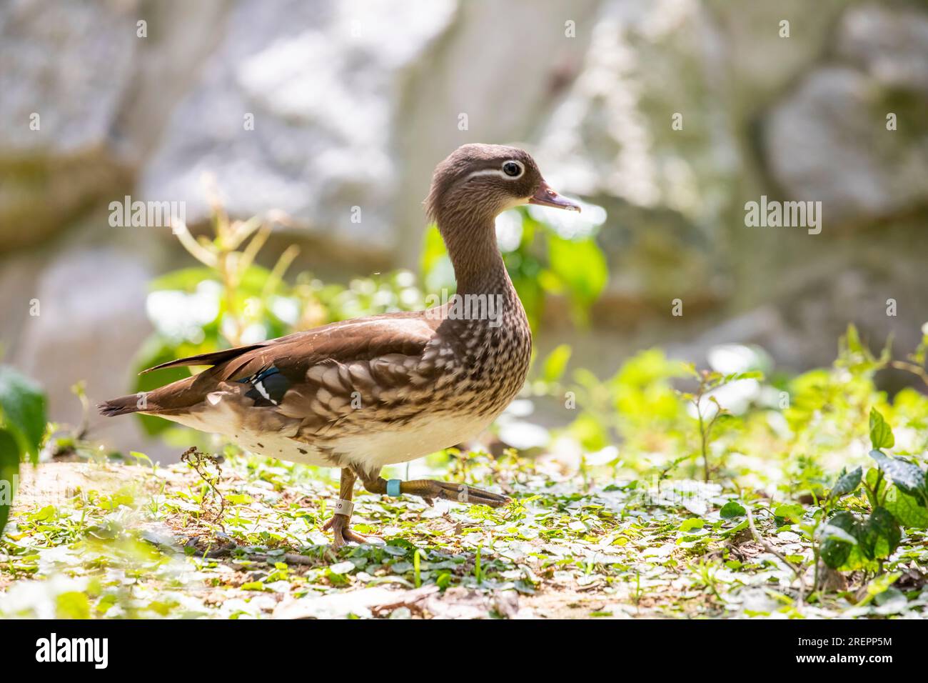 The female Mandarin duck (Aix galericulata). It is a perching duck ...