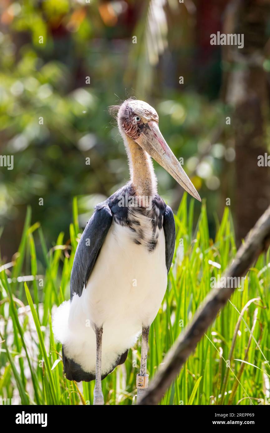 Lesser Adjutant