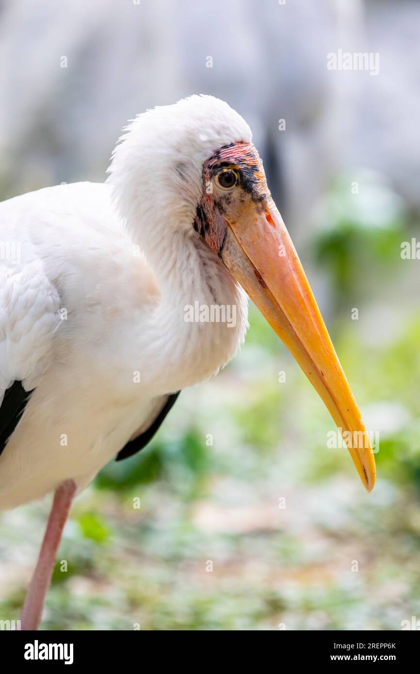 The closeup image of Milky stork(Mycteria cinerea) A medium, almost ...