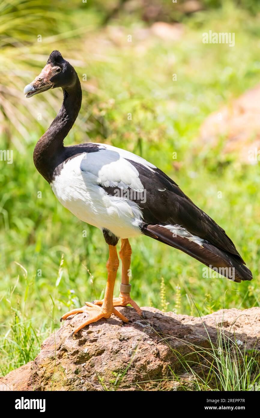 The magpie goose (Anseranas semipalmata) is the sole living ...