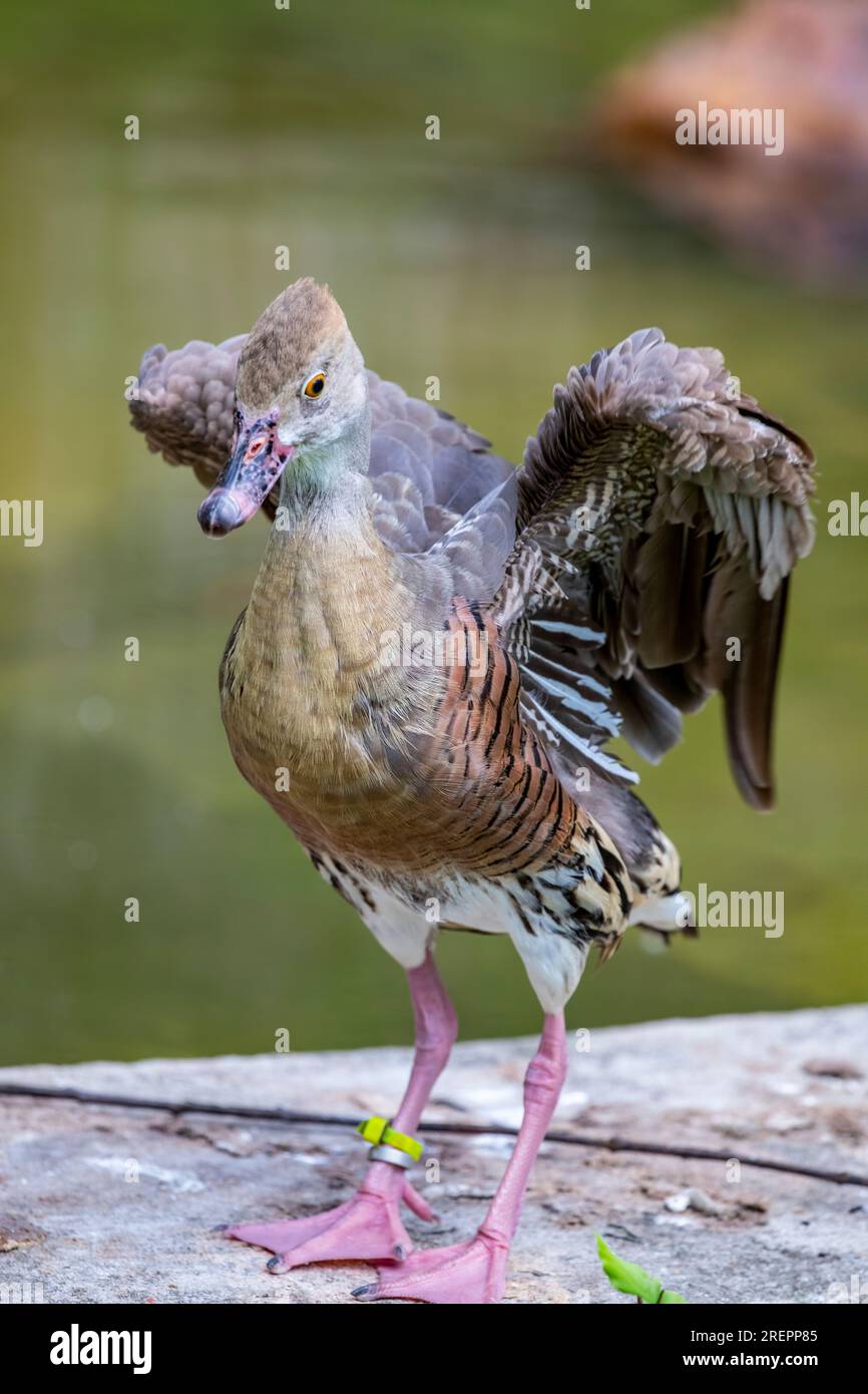 Long neck duck hi-res stock photography and images - Alamy