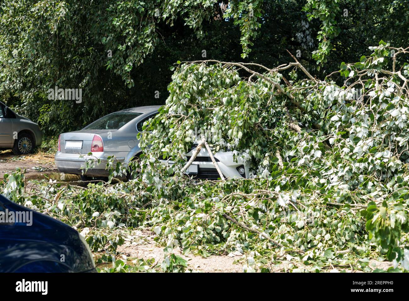 Car crashed into tree hi-res stock photography and images - Alamy