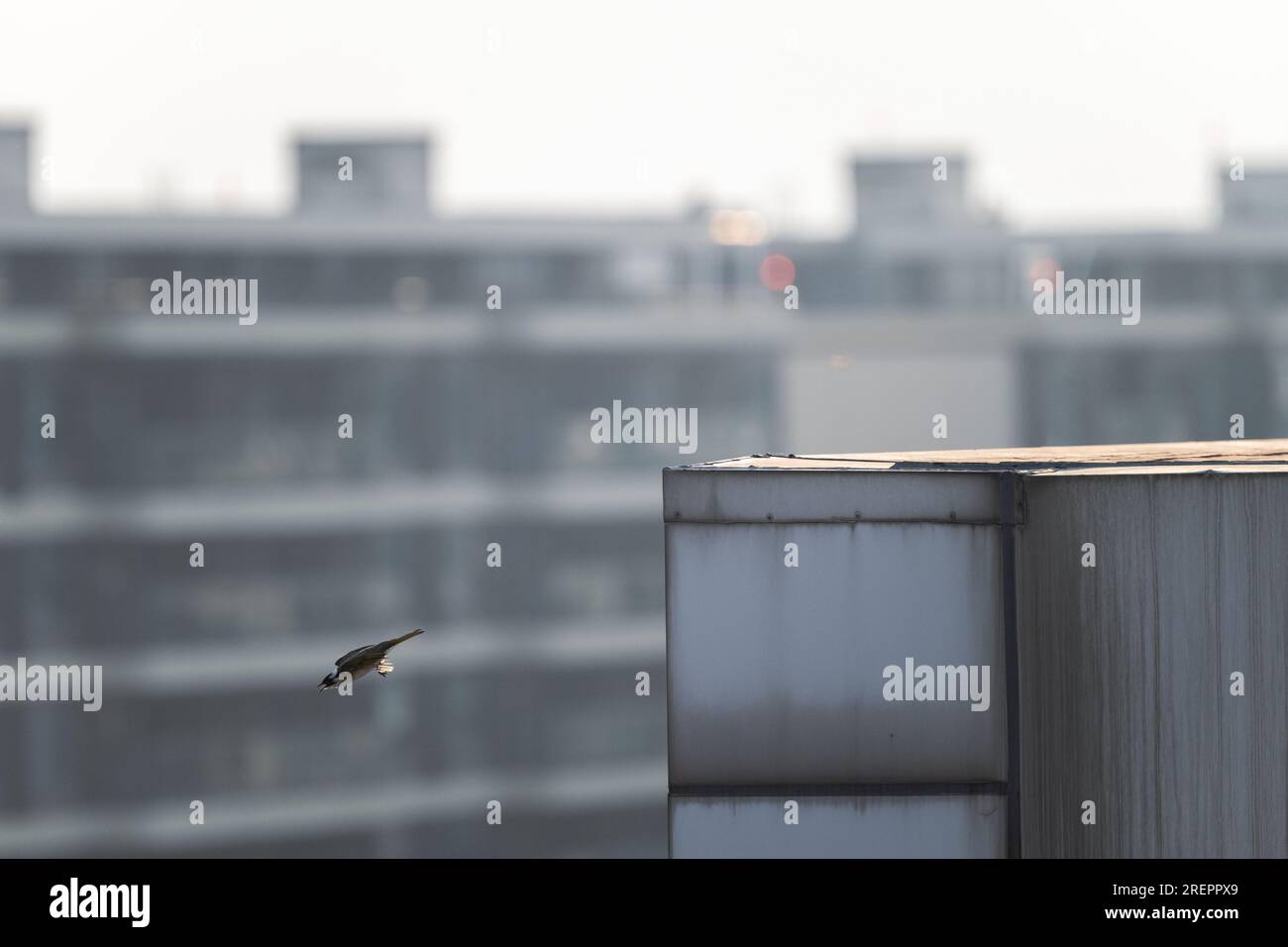 Rooftop tranquility hi-res stock photography and images - Alamy