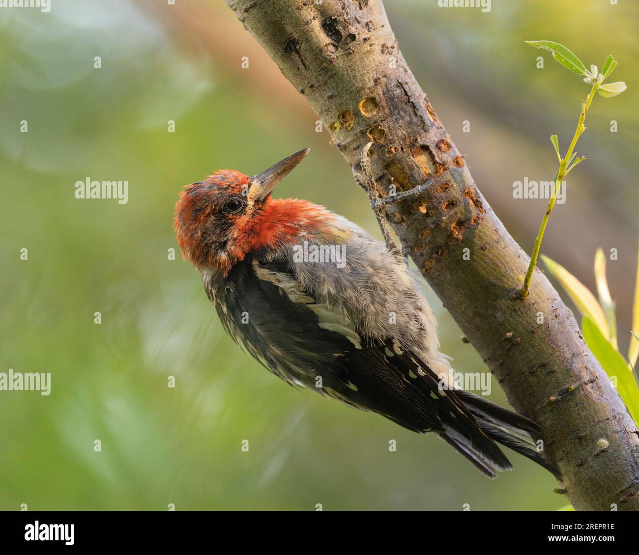 Sap sucker hi-res stock photography and images - Alamy