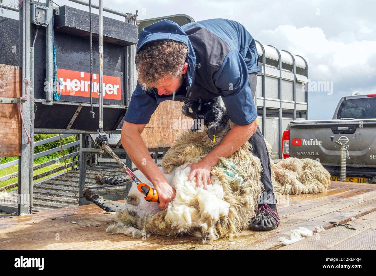 Well turned out horse hi-res stock photography and images - Alamy