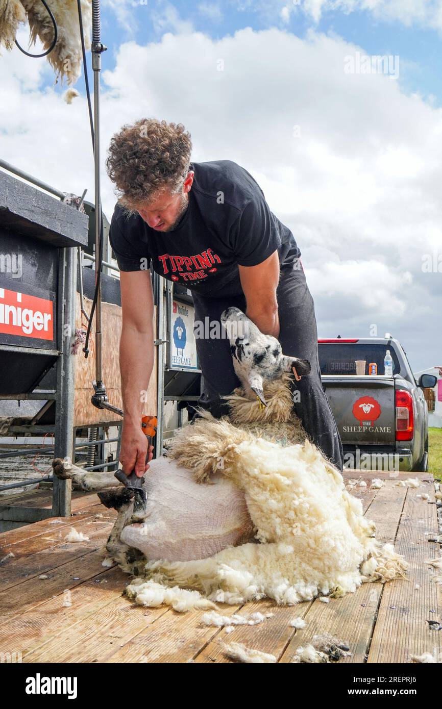 Electric sheep hi-res stock photography and images - Alamy