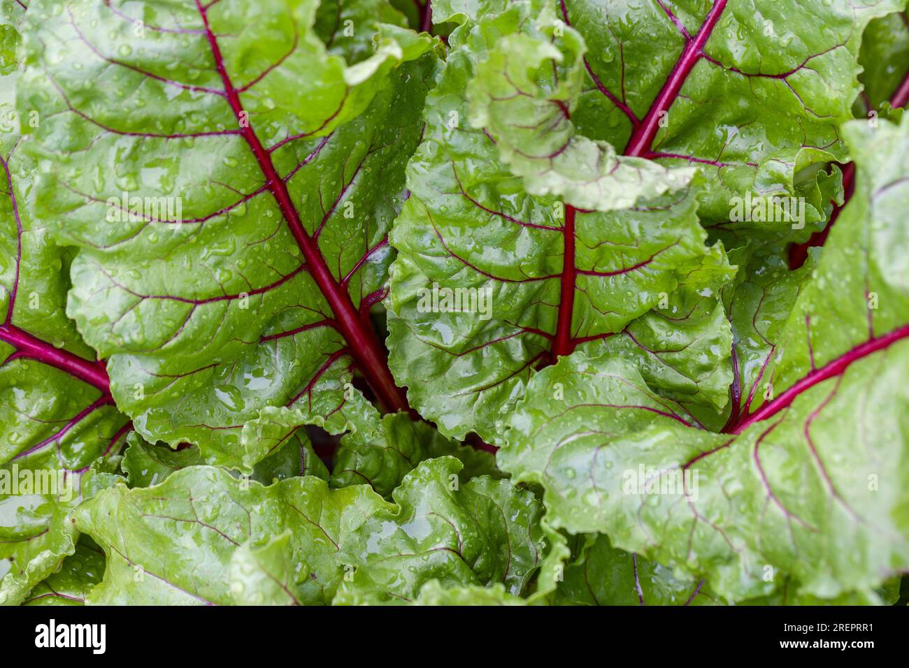 Beetroot soil rain hi-res stock photography and images - Alamy