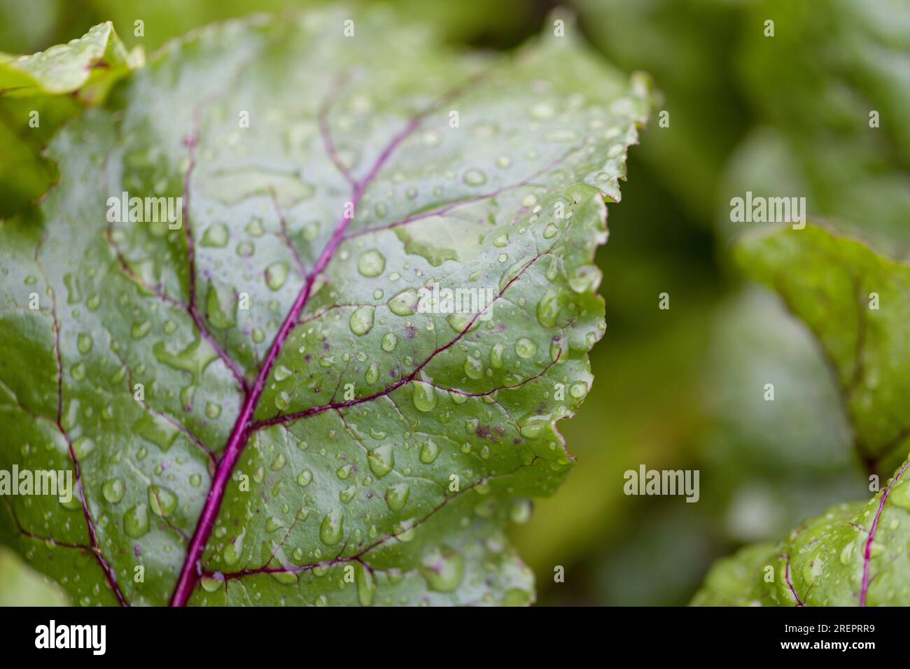 Organic green red young beetroot leaves after the rain growing on ...
