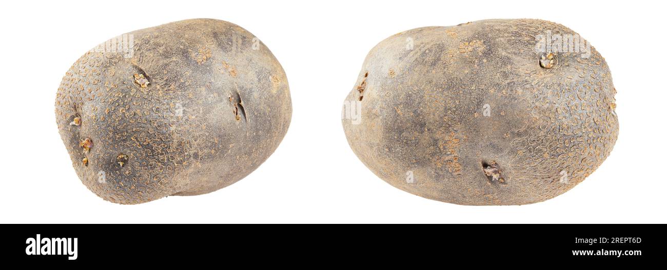 Two raw potatoes, unpeeled. Isolated on a white background. File ...