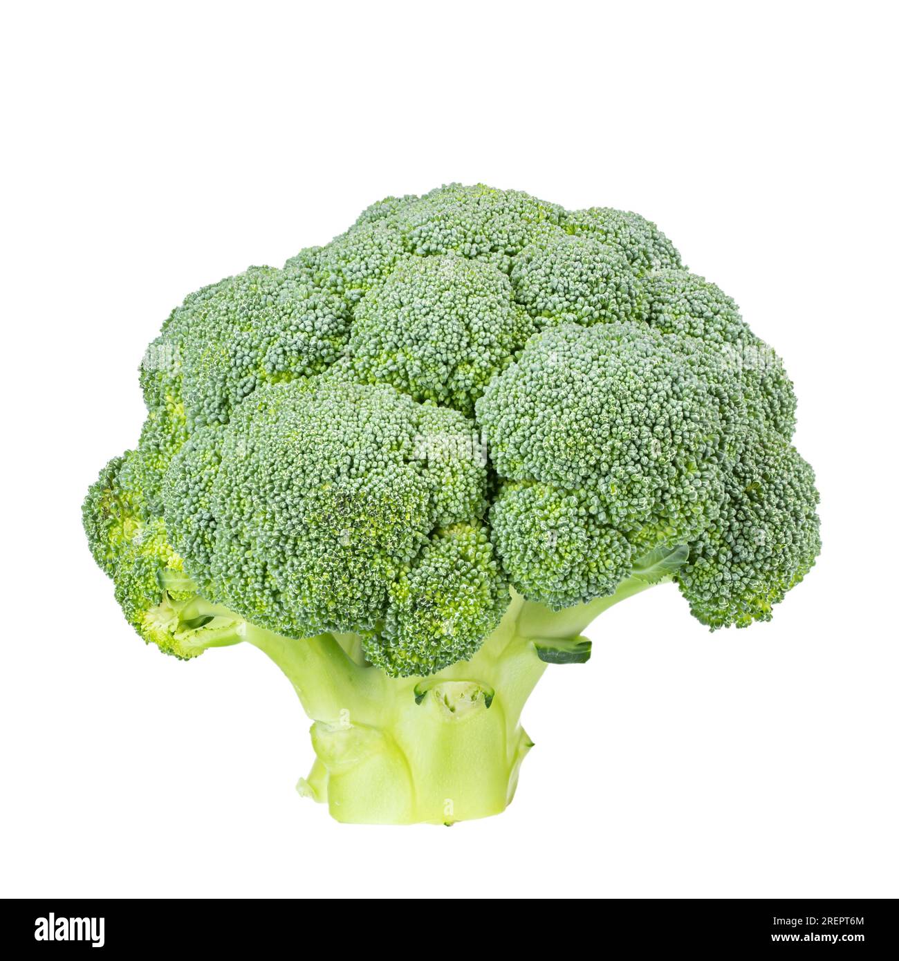 Fresh broccoli isolated on white background. File contains clipping ...