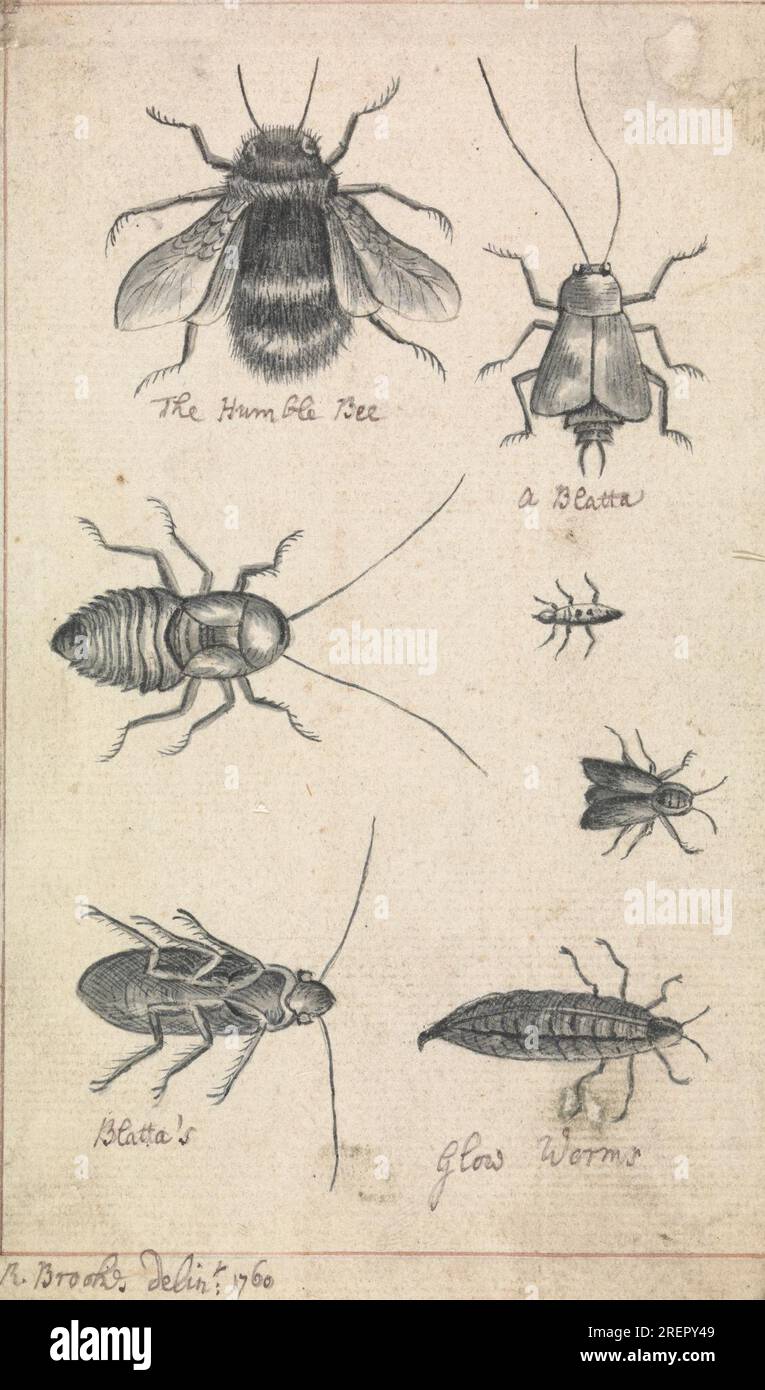 The Humble Bee and Insects 1760 by Richard Brookes Stock Photo - Alamy