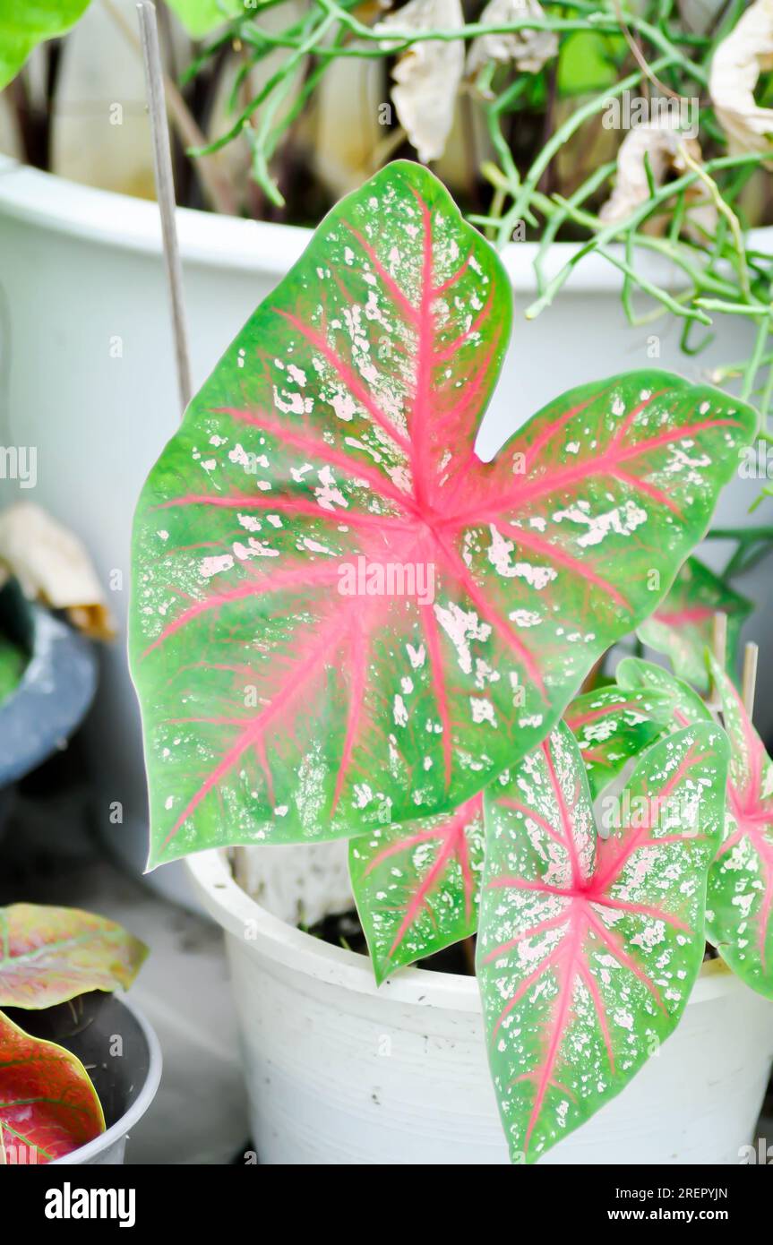 Caladium, Caladium Bicolor Vent or Caladium bicolor or bicolor plant or ...
