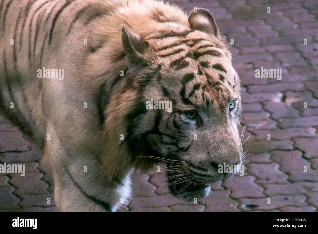 The White Bengal Tiger is extremely rare because the color of its coat ...