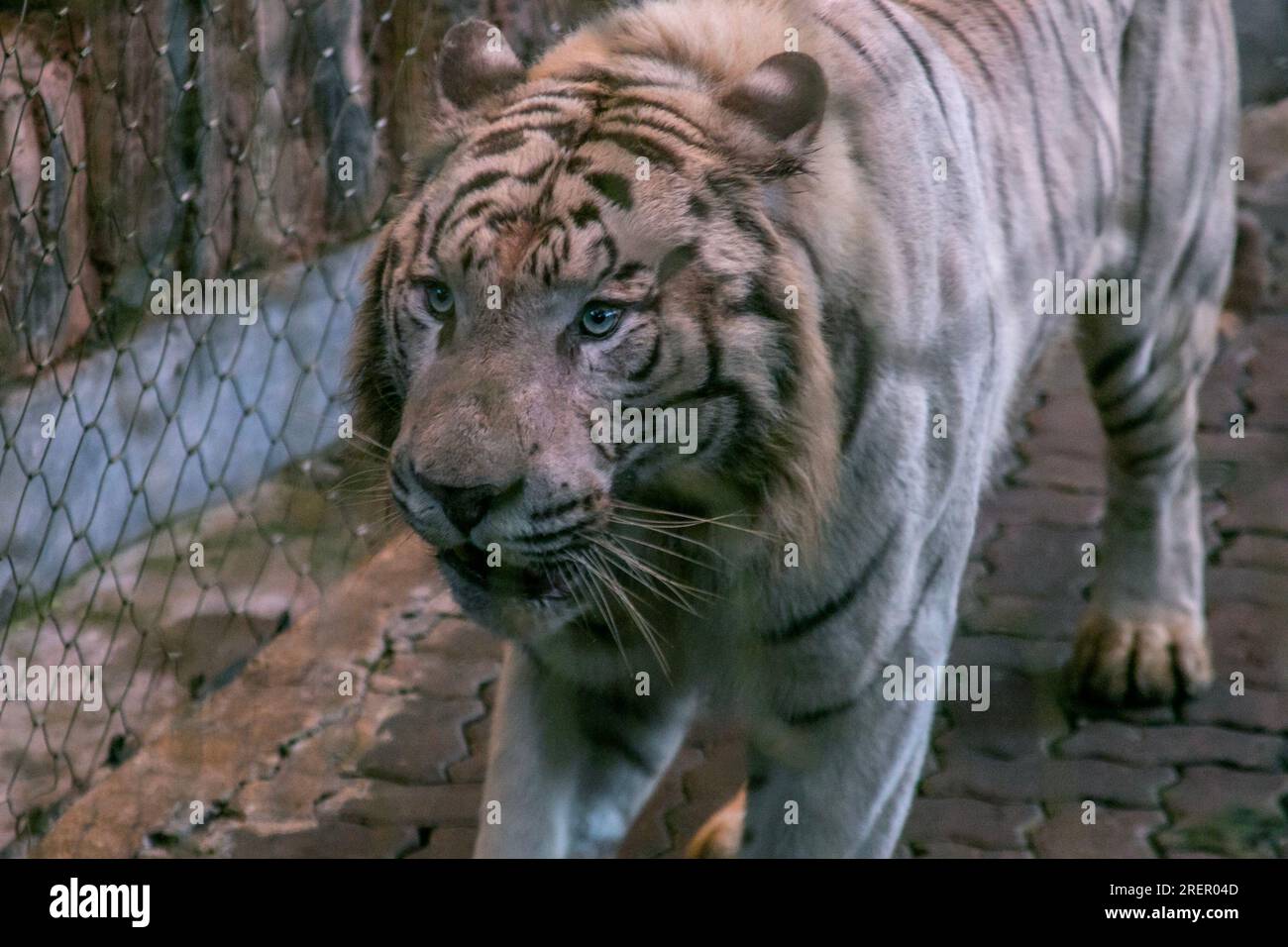 The White Bengal Tiger is extremely rare because the color of its coat ...