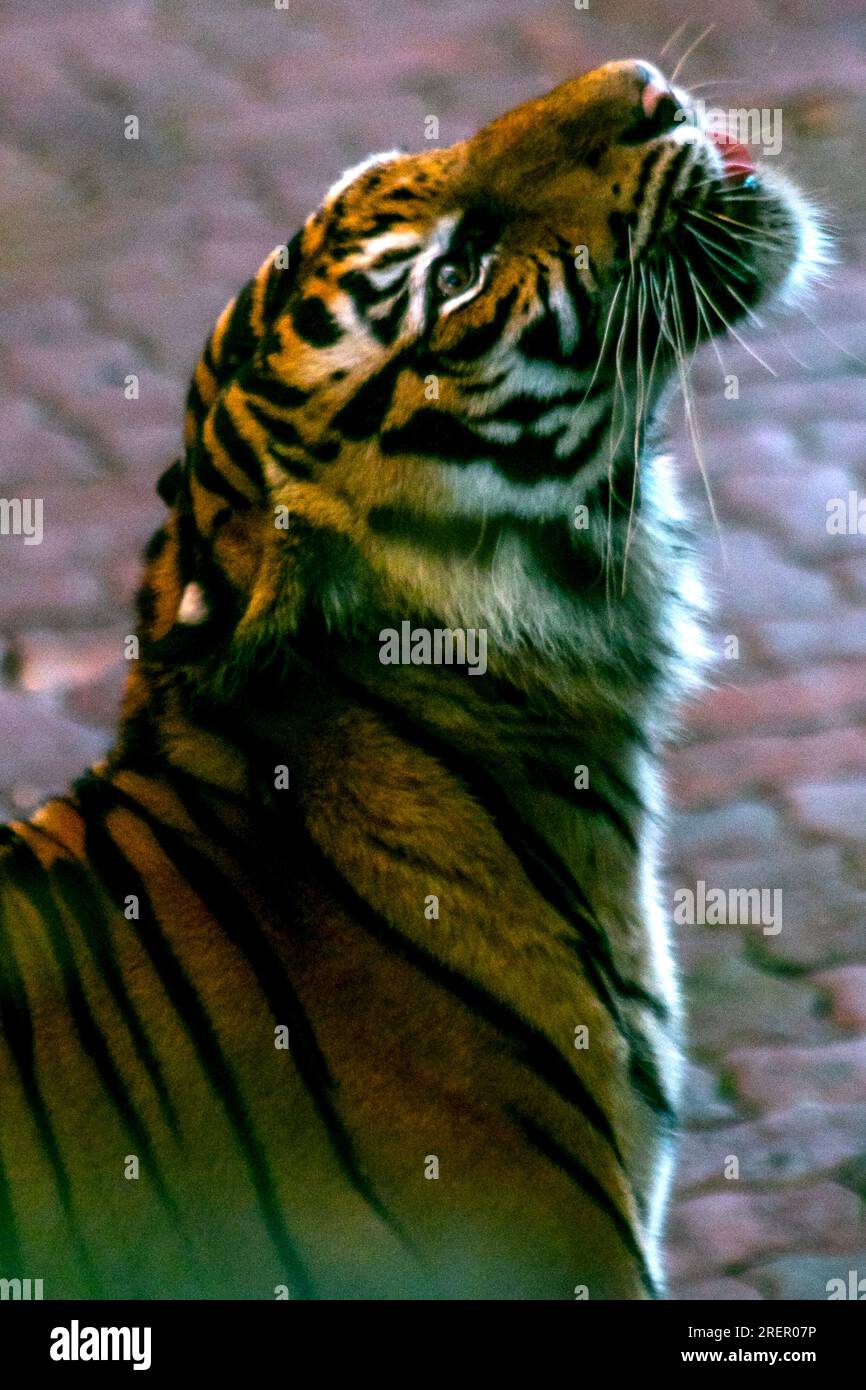 Close up of a Sumatran tiger at Taman Safari Indonesia Bogor, West Java ...