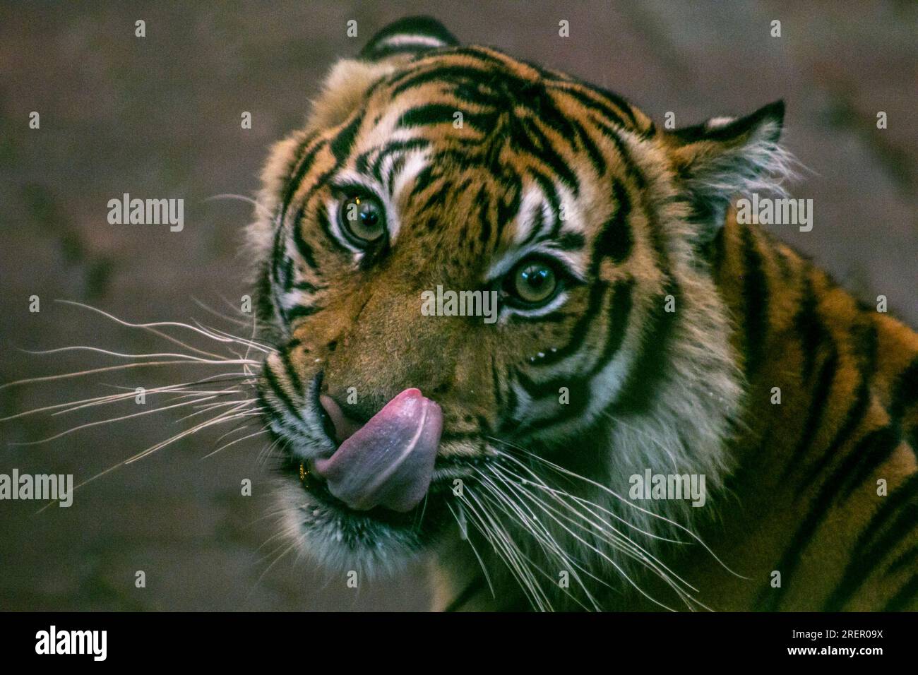 Close up of a Sumatran tiger at Taman Safari Indonesia Bogor, West Java ...