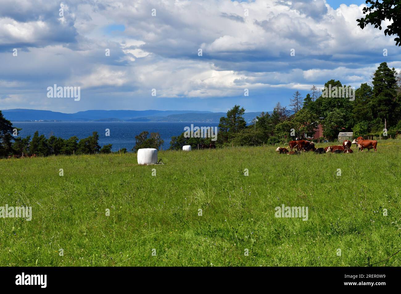 Oslo animals hi-res stock photography and images - Alamy
