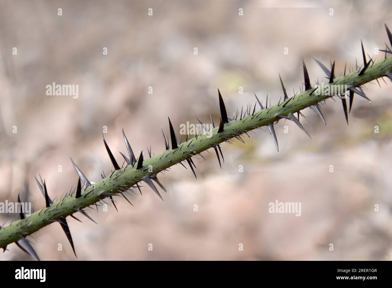 Thorns covering the stem of a Greenbrier vine (Smilax glauca) in winter, also known as cat ...