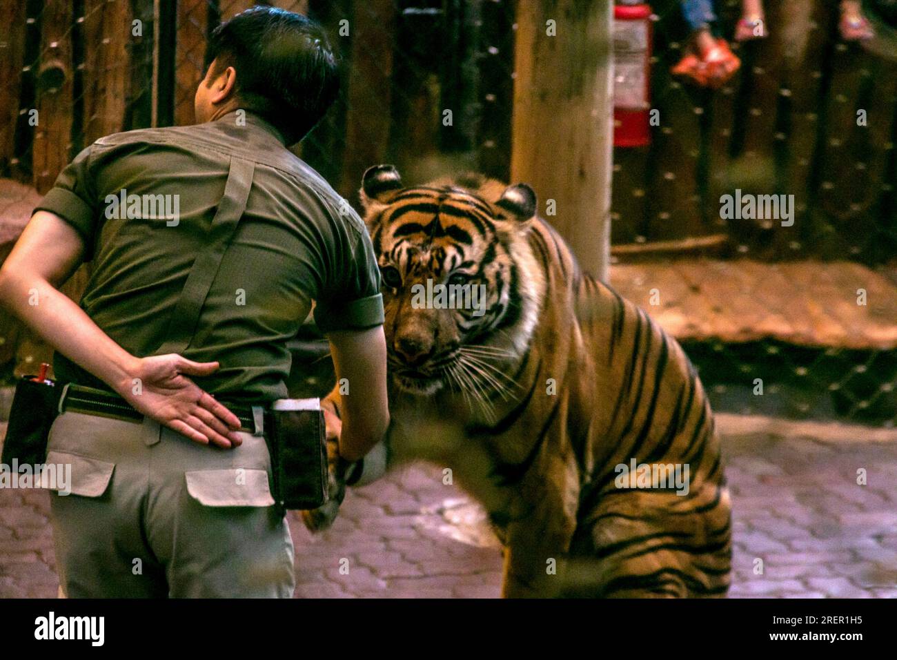 Sumatra tiger attractions entertain visitors at Taman Safari Bogor ...