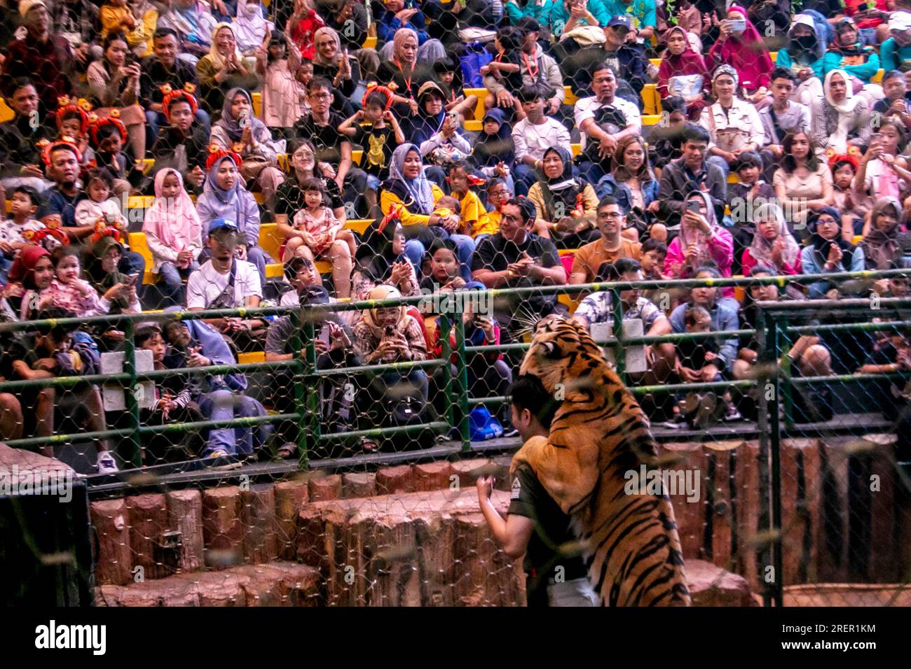 Sumatra tiger attractions entertain visitors at Taman Safari Bogor ...