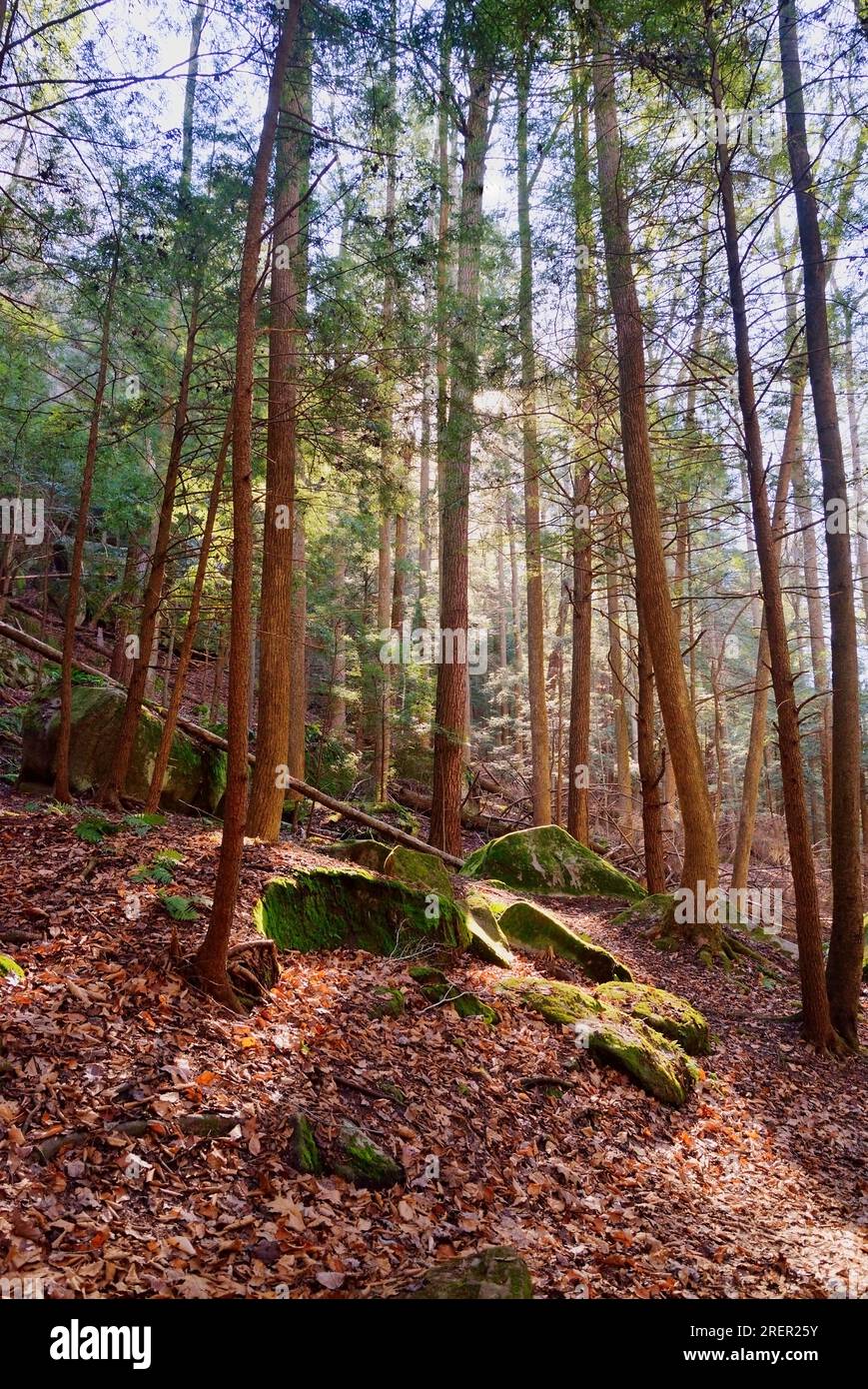 A group of pine trees near a hiking trail in Ohio's Hocking Hills State ...