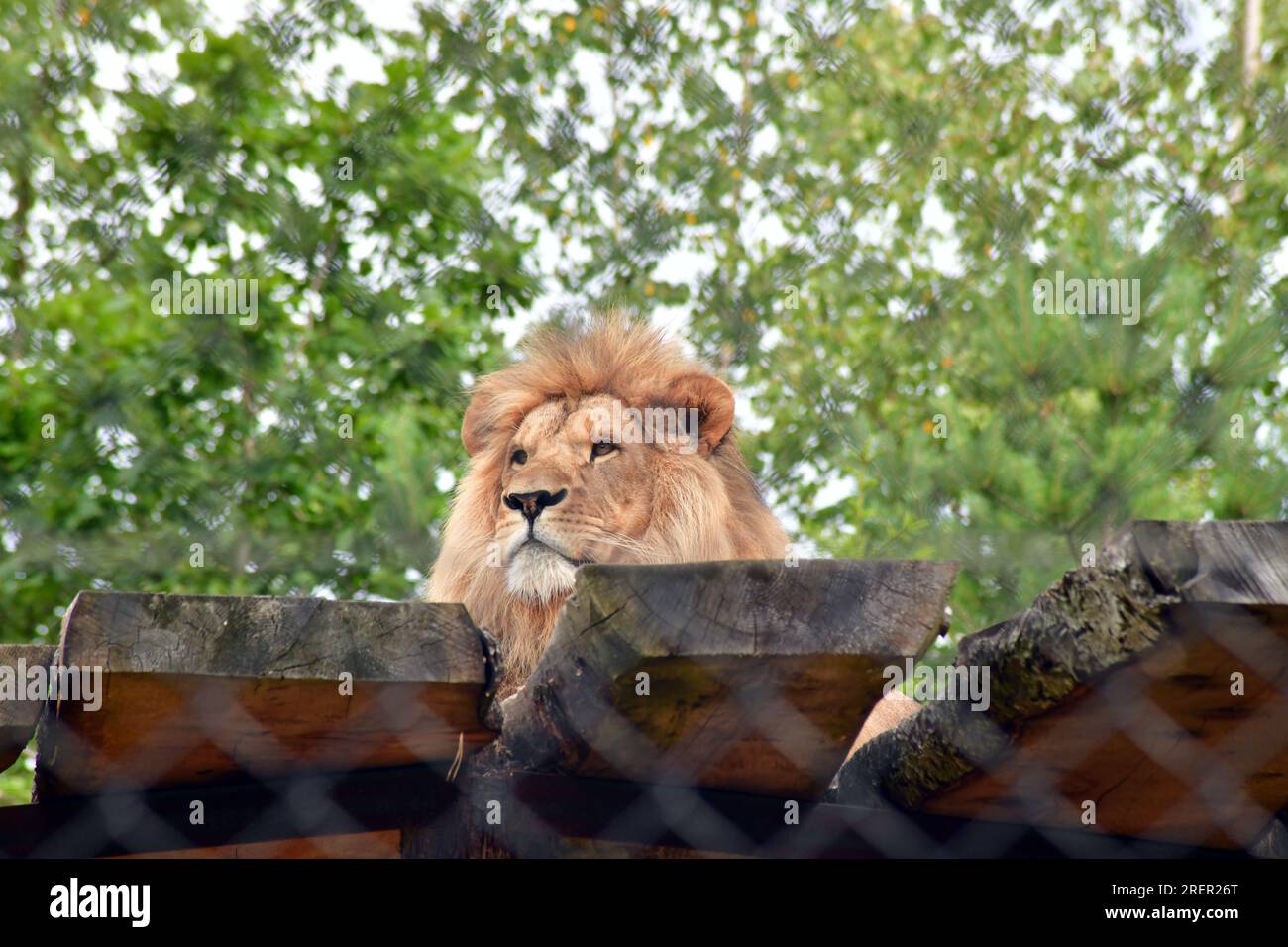 Beautiful male lion lying high view point in Kristiansand zoo in Norway ...