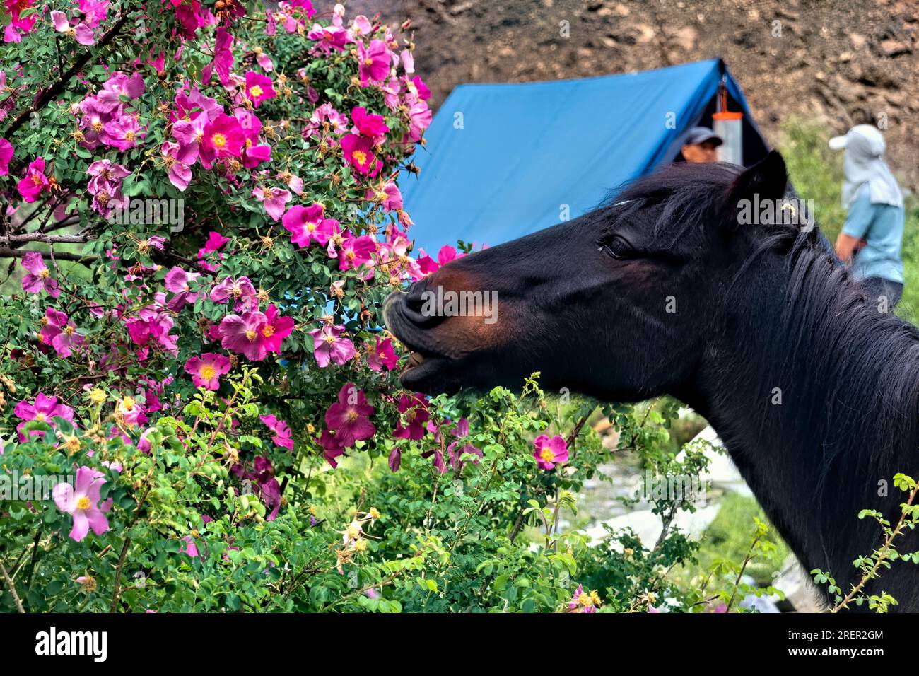 Horse eating wild roses on an expedition to Zanskar, Ladakh, India ...