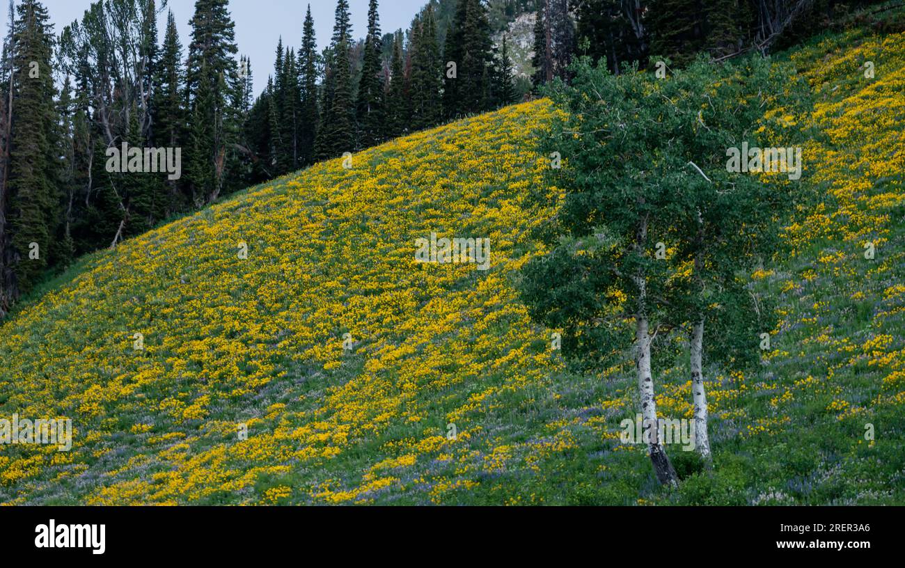 Aspen Trees Stand Along On Hillside Of Yellow Wild Flowers in Grand ...