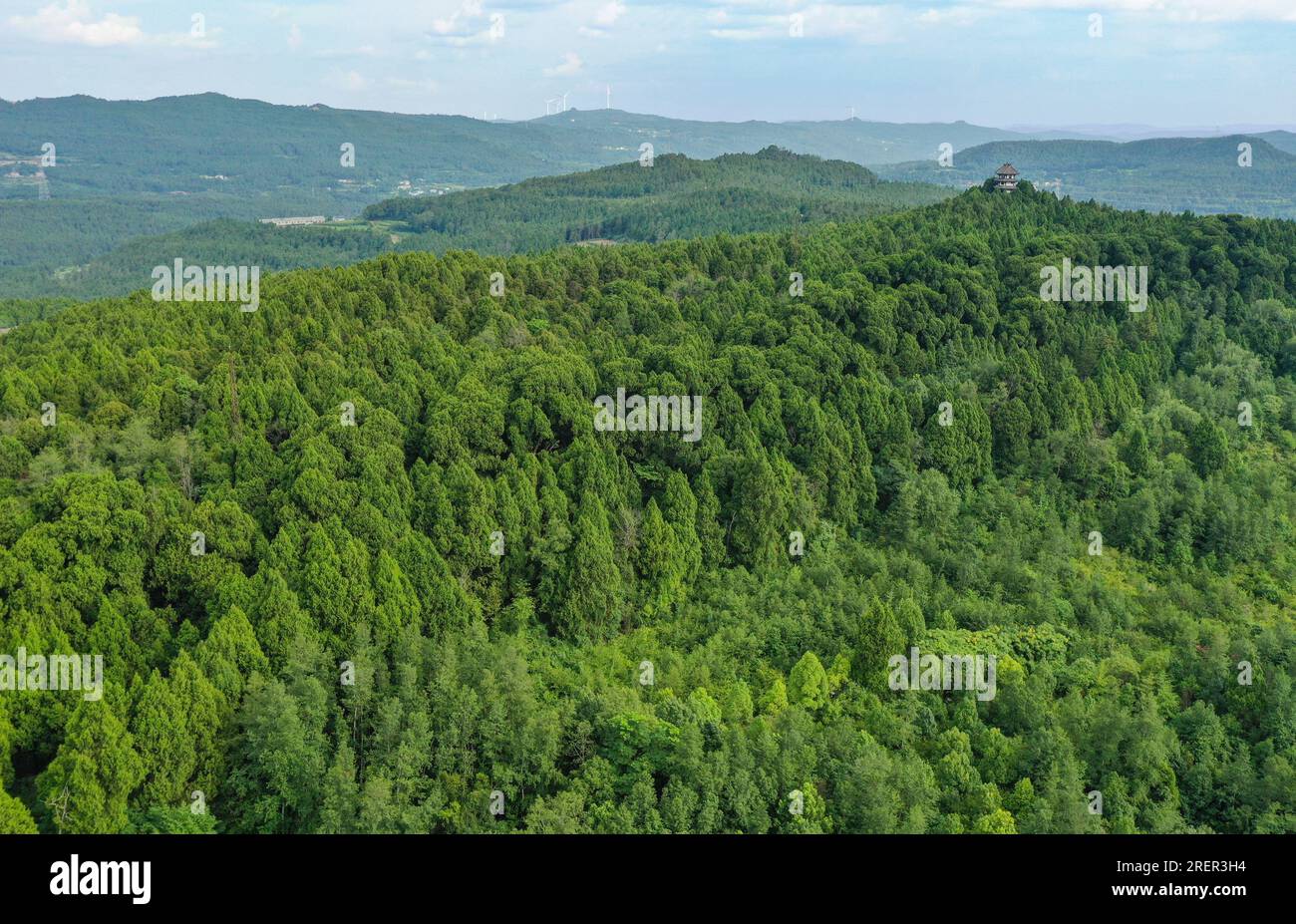 Ancient cypress trees hi-res stock photography and images - Alamy