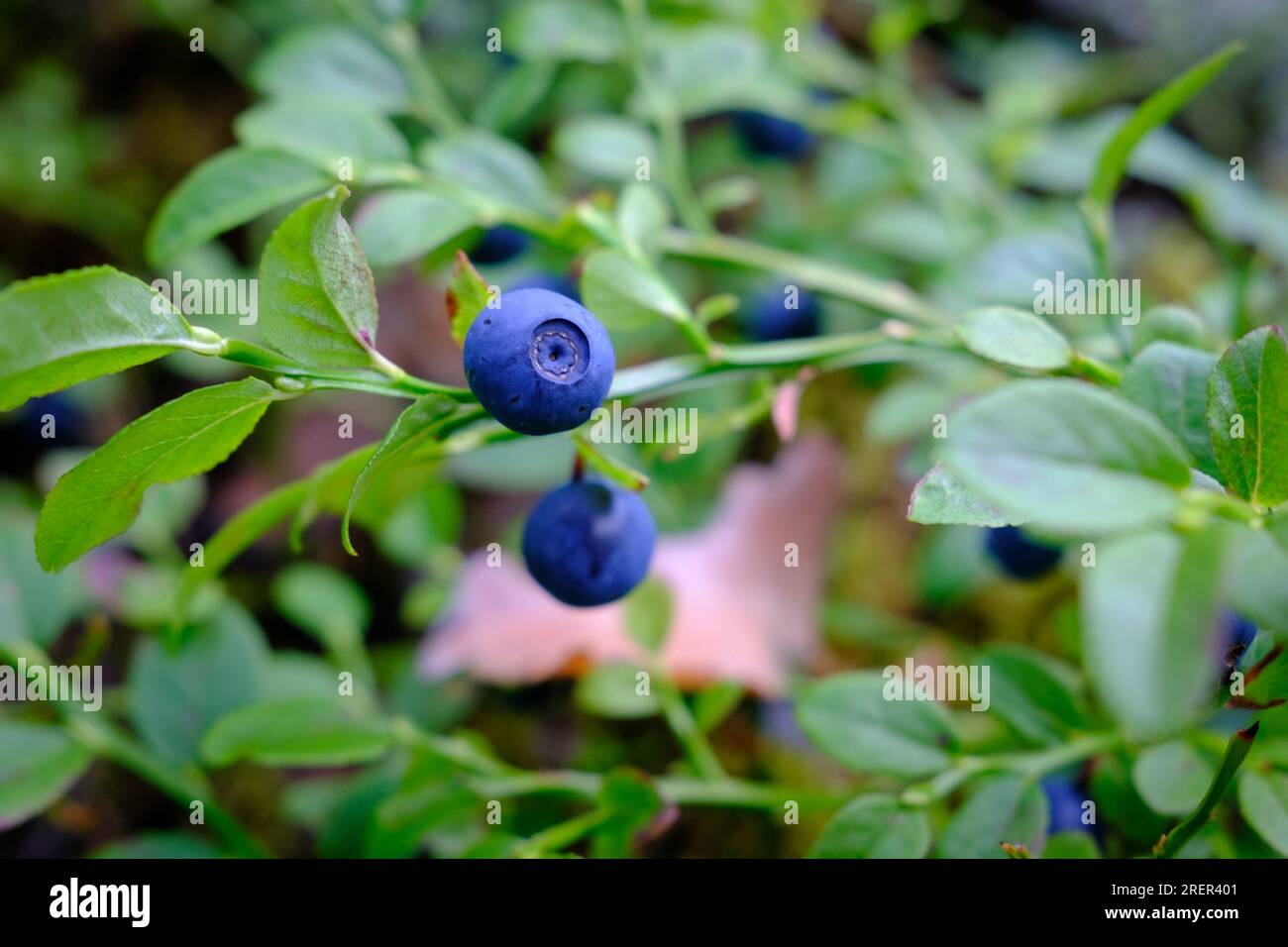 Wild blueberries on a bush in the Swedish forest Stock Photo - Alamy