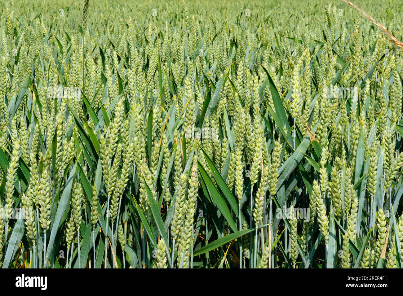 Region of sormland hi-res stock photography and images - Alamy