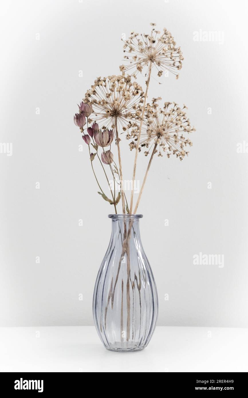 Allium bouquet hi-res stock photography and images - Alamy