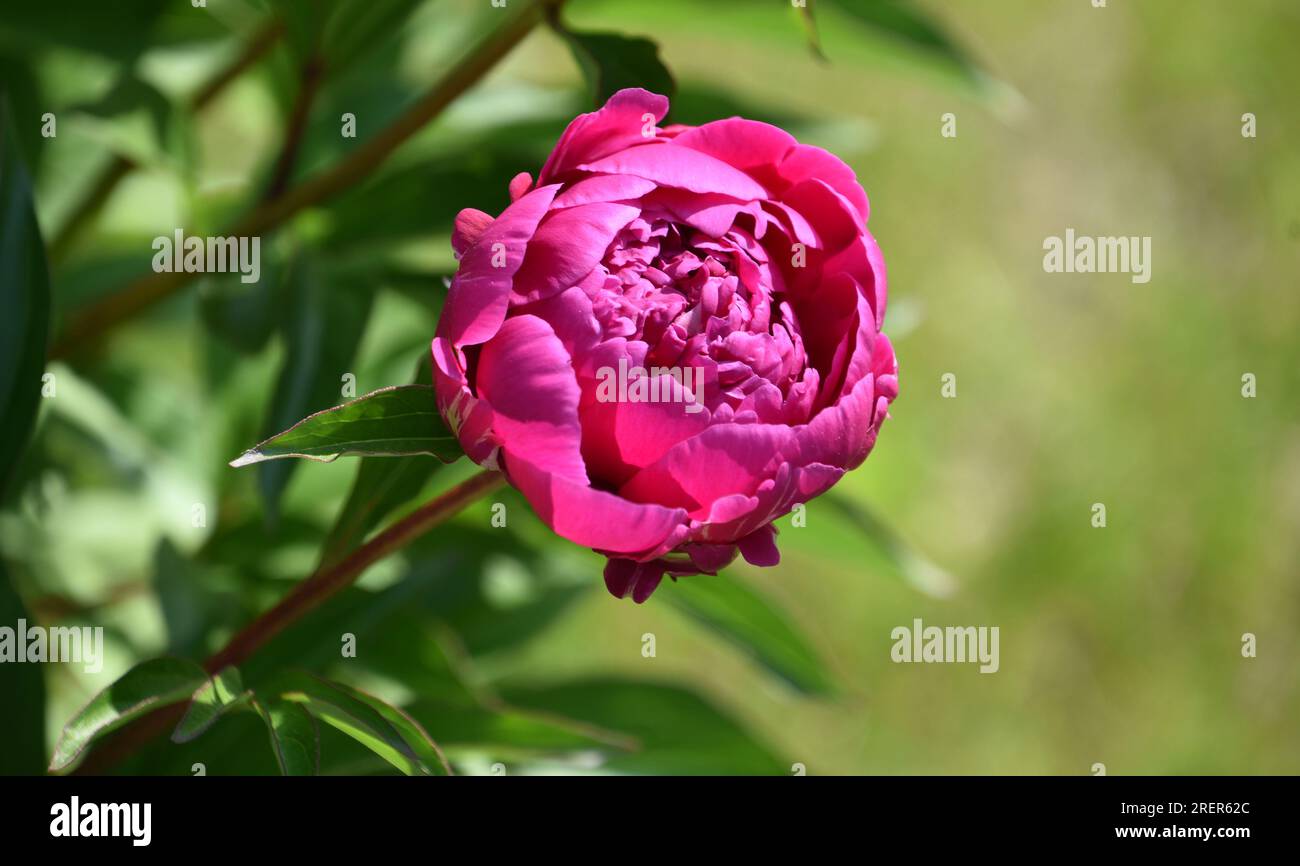 Pretty dark pink peony flower blossom ready to fully open in a garden ...