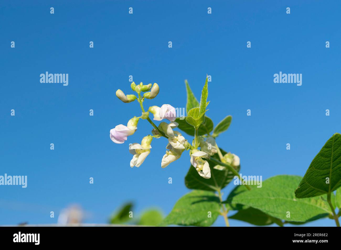 String bean flower hi-res stock photography and images - Alamy