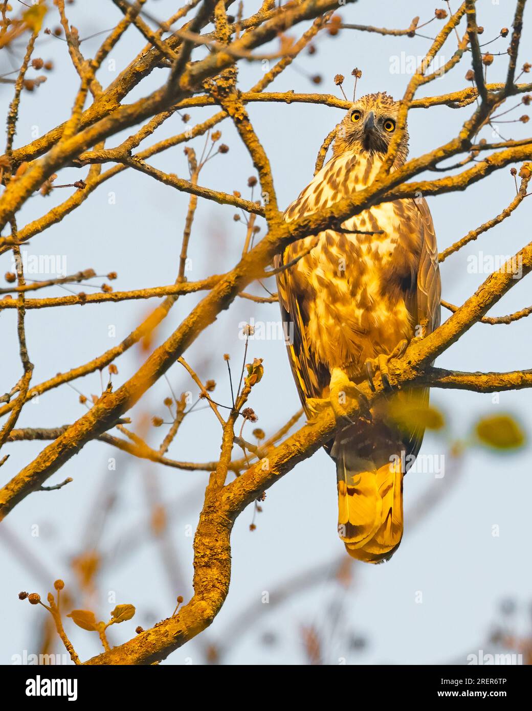 A Changeable Hawk Eagle looking strait on a tree Stock Photo - Alamy
