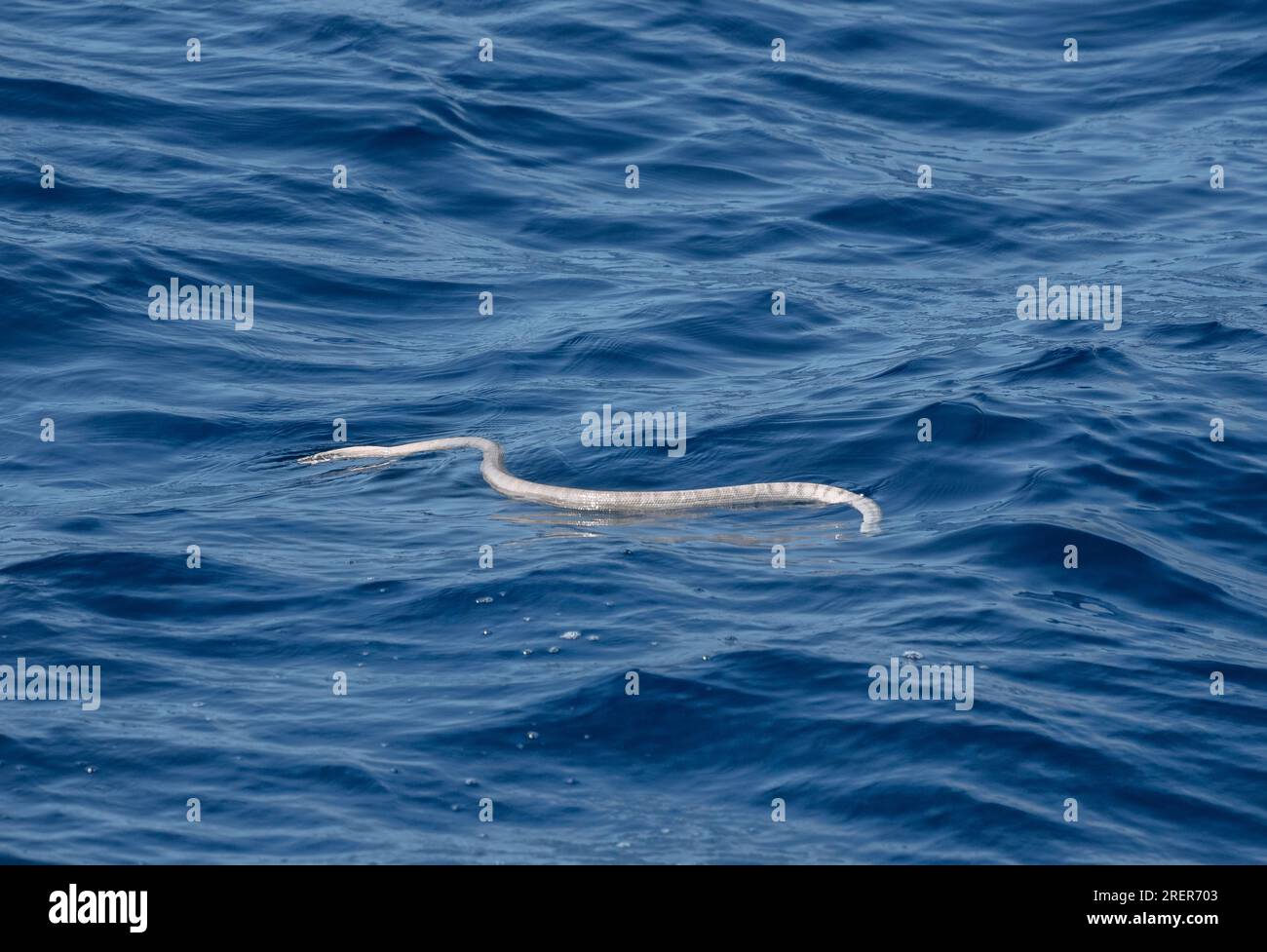 Large sea snake, Hydrophis, on beach in Australia Stock Photo - Alamy