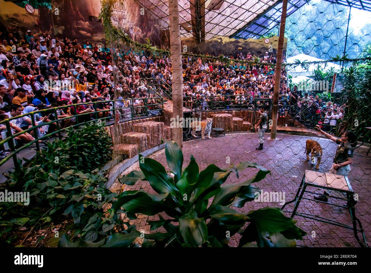 Bogor, Indonesia. 29th July, 2023. An Sumatran tiger (Panthera Tigris ...