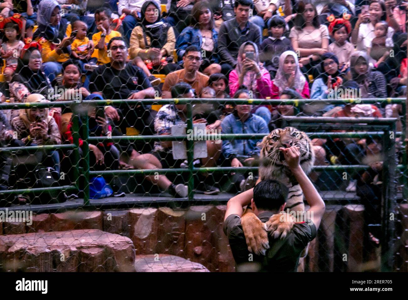 Bogor, Indonesia. 29th July, 2023. An Sumatran tiger (Panthera Tigris ...